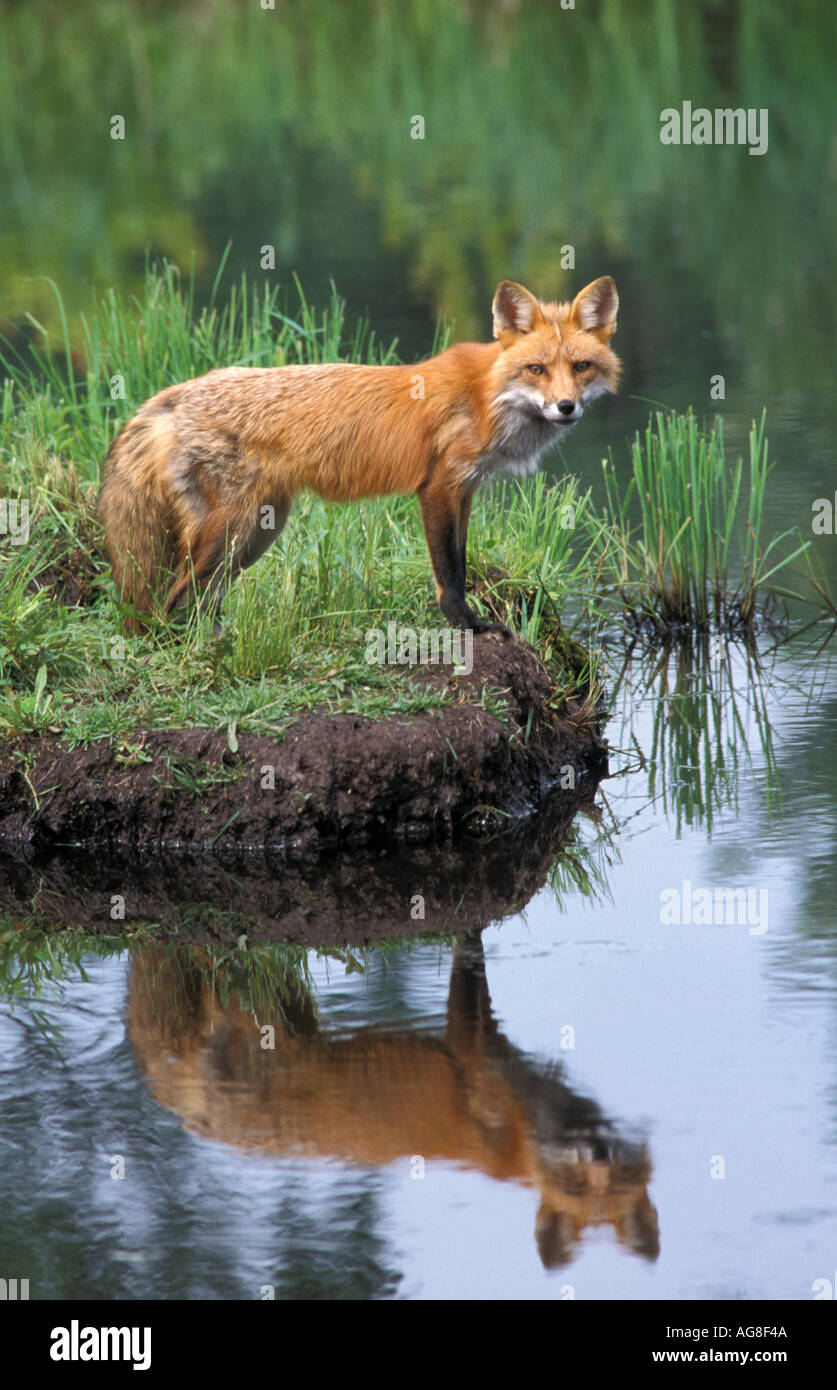 Red Fox Vulpes fulva vixen female Stock Photo - Alamy