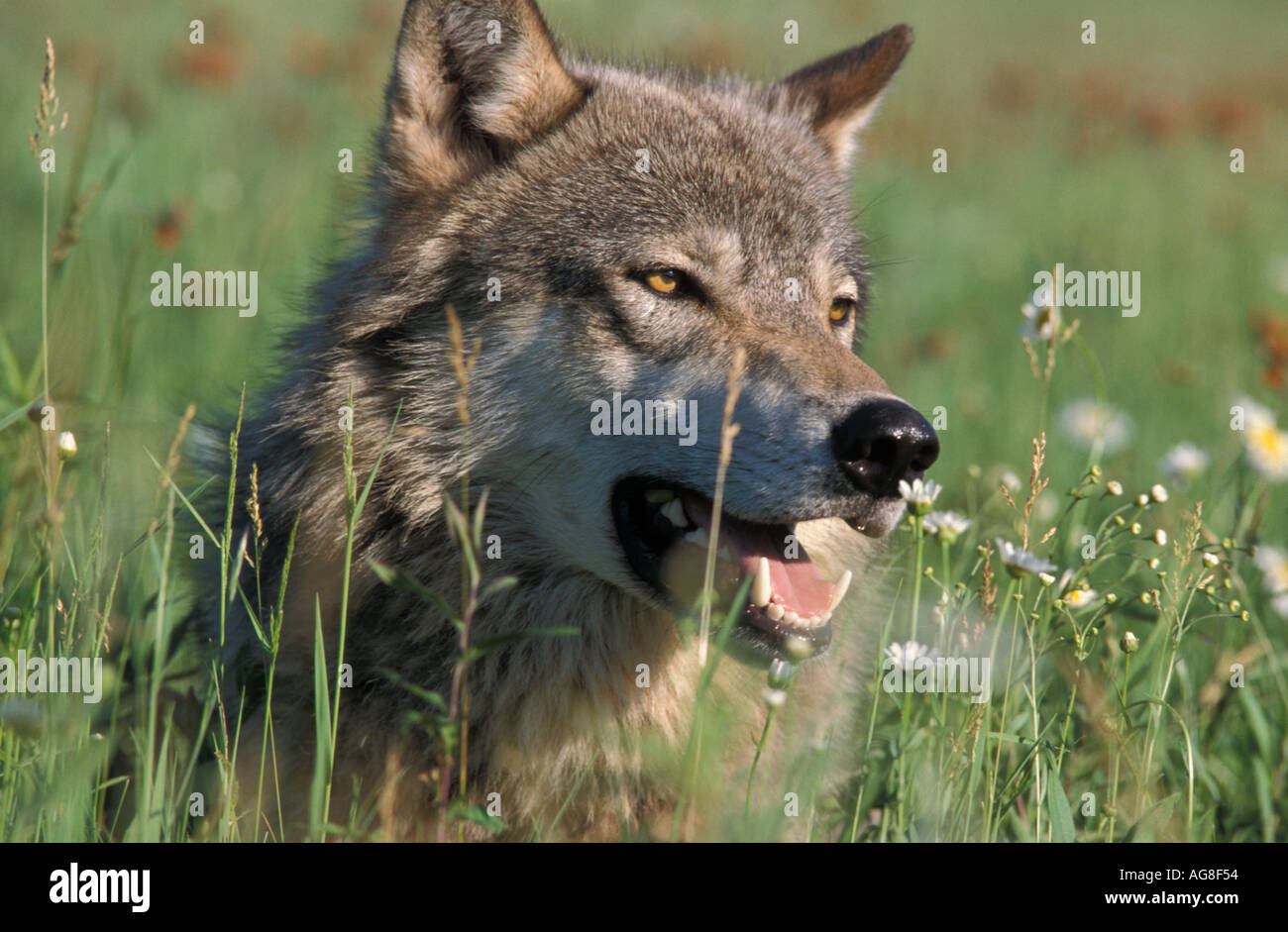 Timber or Grey Wolf Canis Lupus Minnesota USA Stock Photo - Alamy
