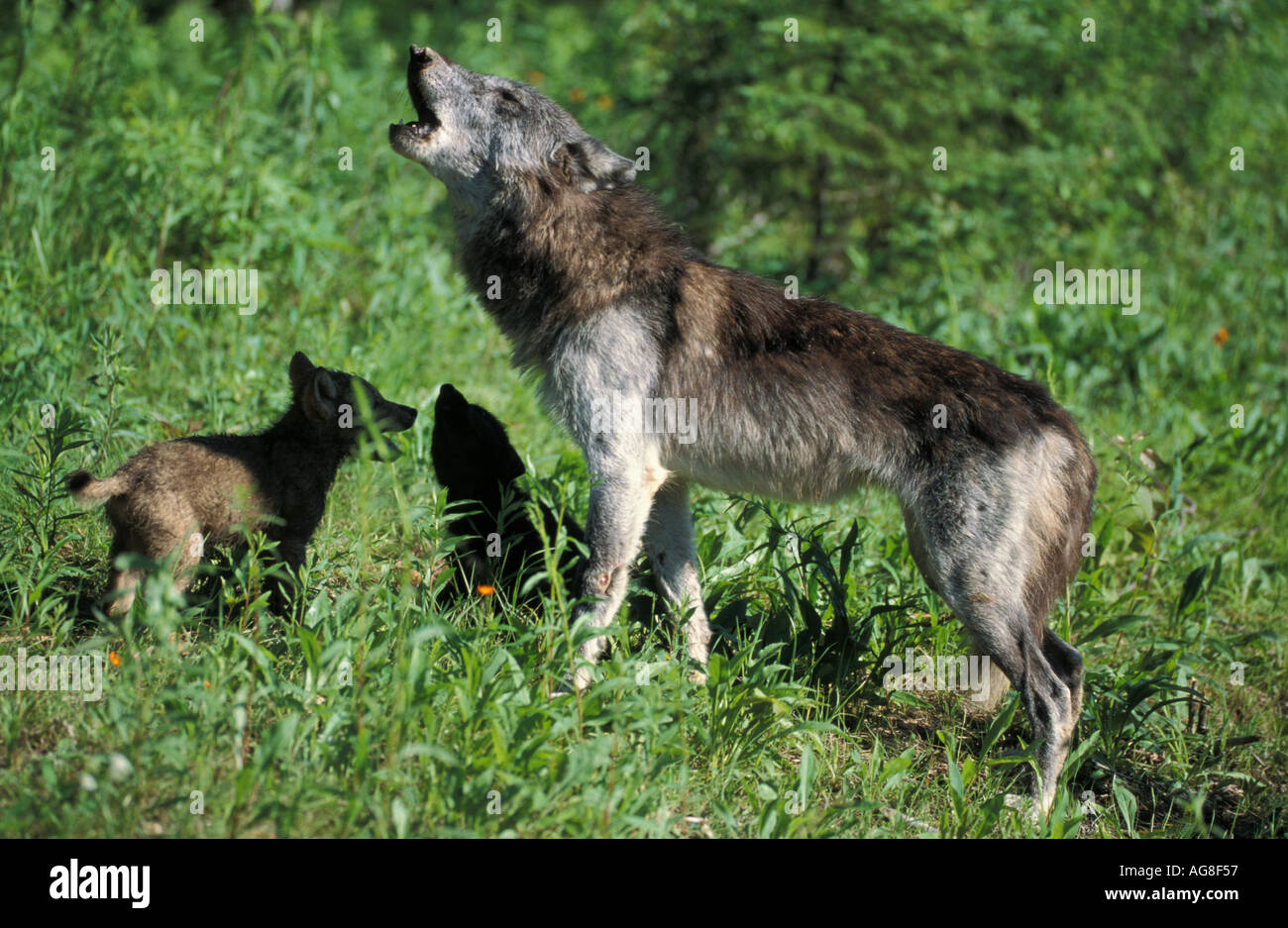 Timber or Grey Wolf Canis Lupus Minnesota USA Stock Photo - Alamy
