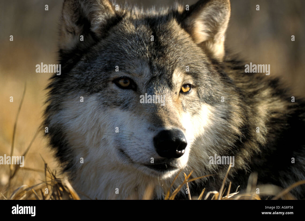 Timber or Grey Wolf Canis Lupus Minnesota USA Stock Photo - Alamy