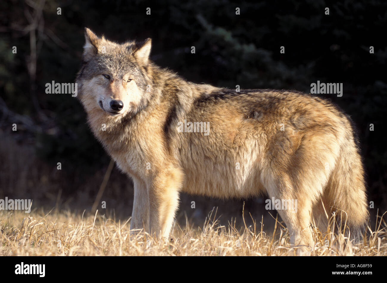 Timber or Grey Wolf Canis Lupus Minnesota USA Stock Photo - Alamy