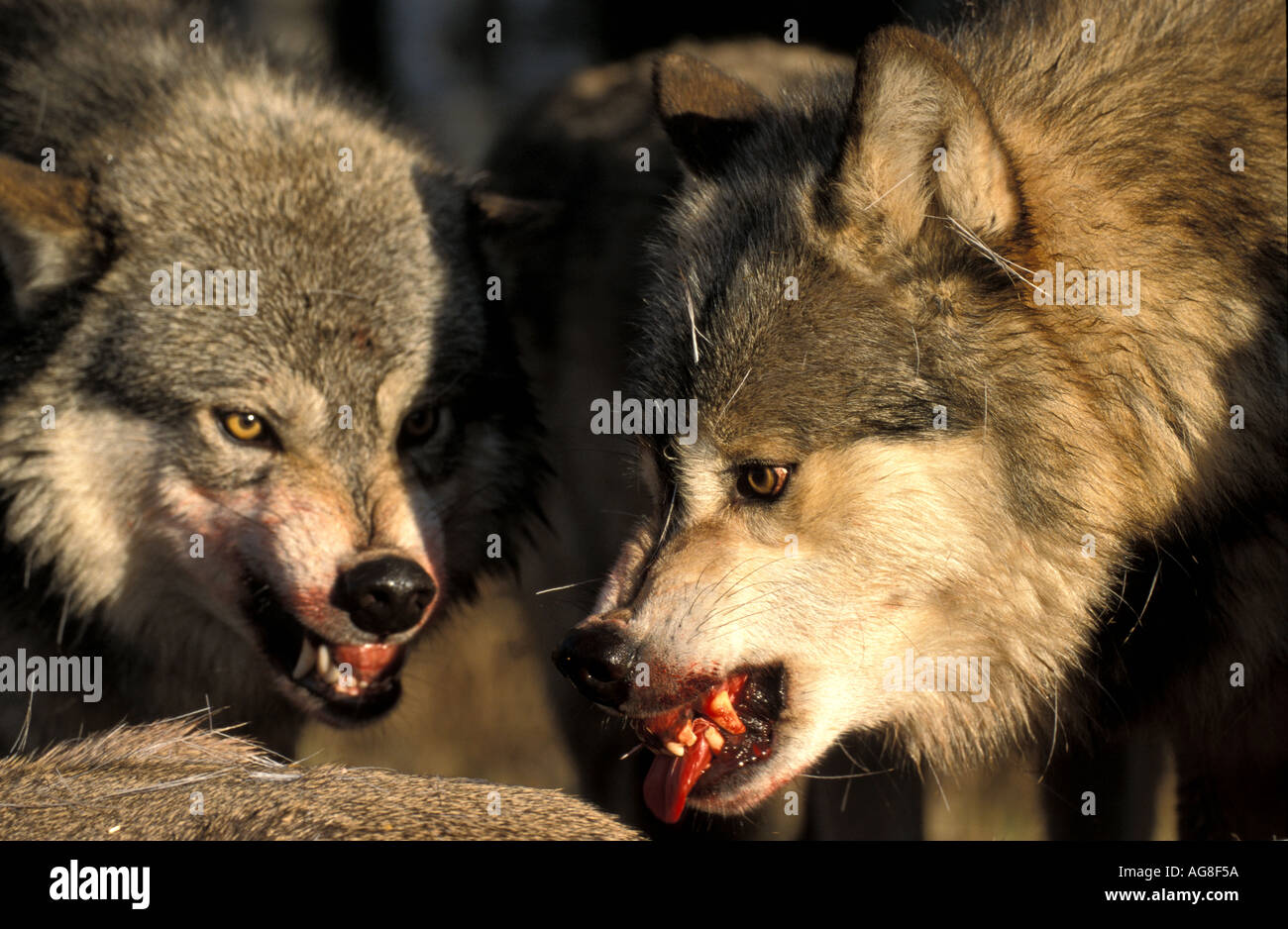 Timber or Grey Wolf Canis Lupus Minnesota USA Stock Photo - Alamy