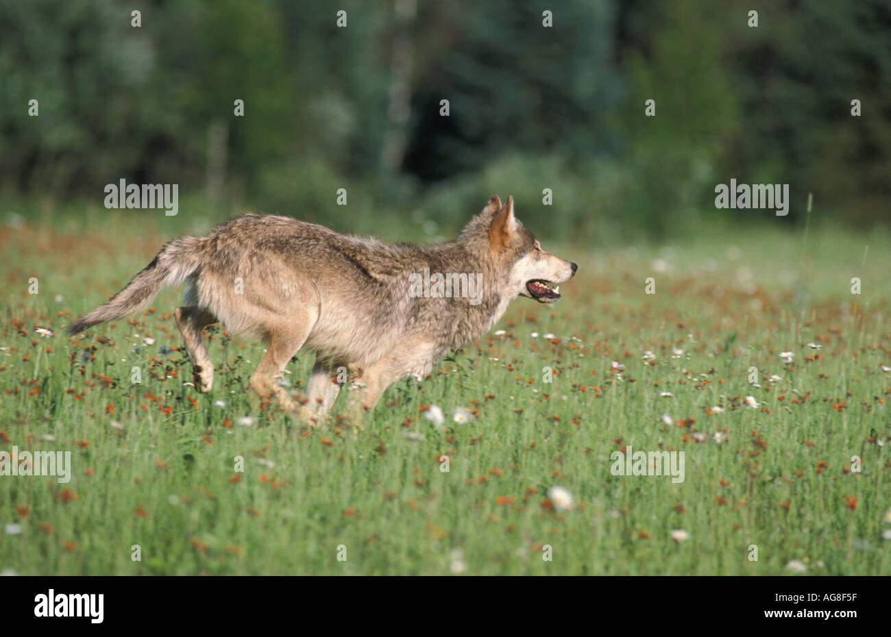 Timber or Grey Wolf Canis Lupus Minnesota USA Stock Photo - Alamy