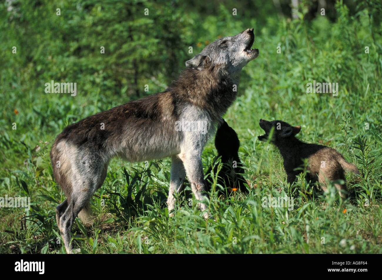 Timber or Grey Wolf Canis Lupus Minnesota USA Stock Photo - Alamy