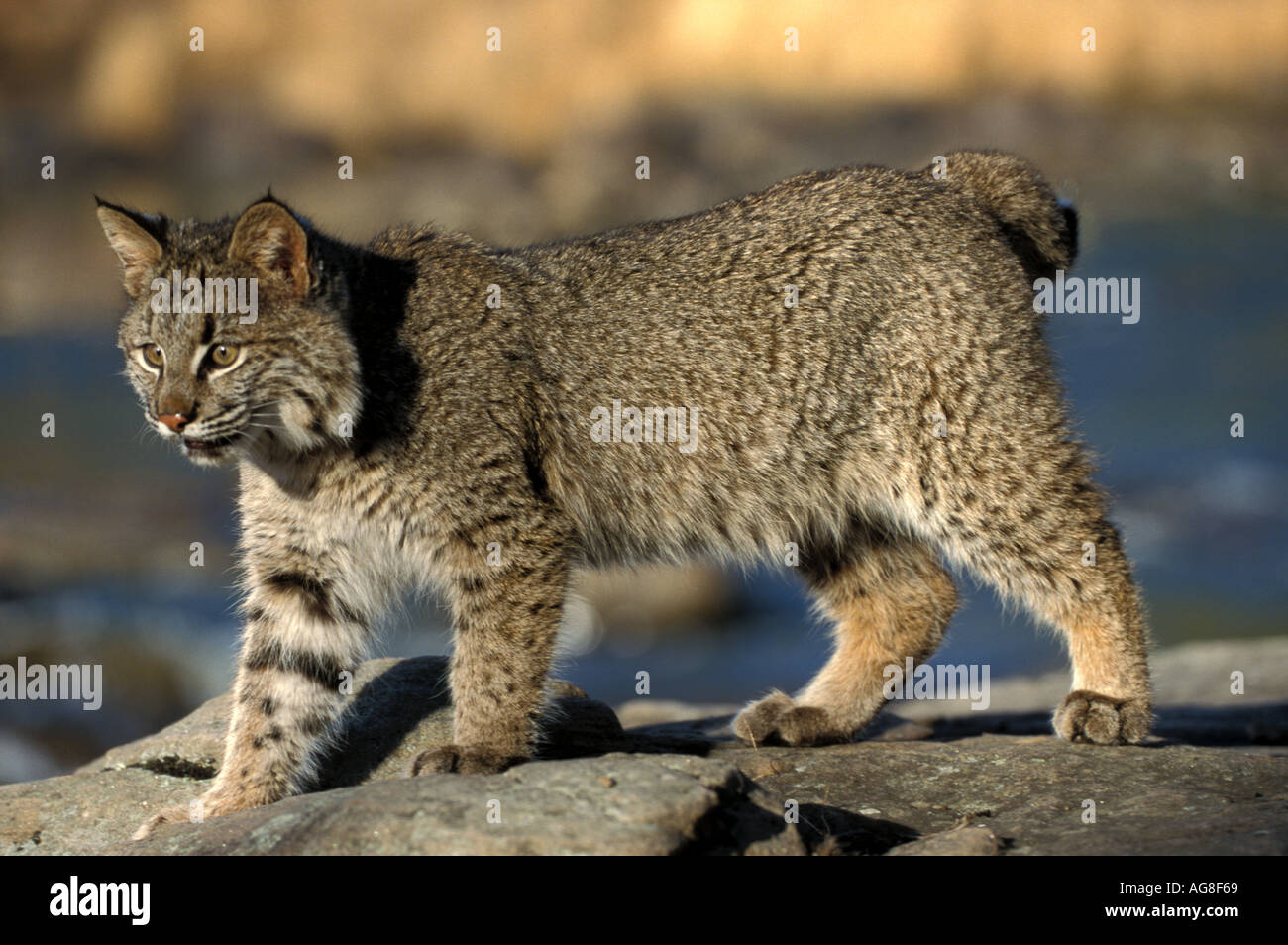 Bobcat cub lynx rufus hi-res stock photography and images - Alamy