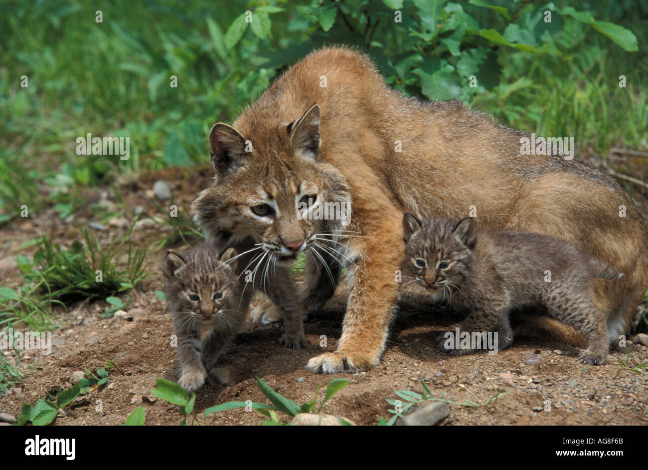Bobcat Lynx rufus captive mother and cubs outside den Stock Photo - Alamy