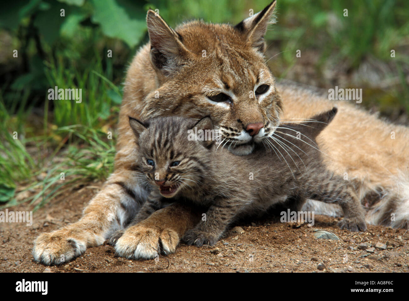 Bobcat Lynx rufus captive mother and cub Stock Photo - Alamy