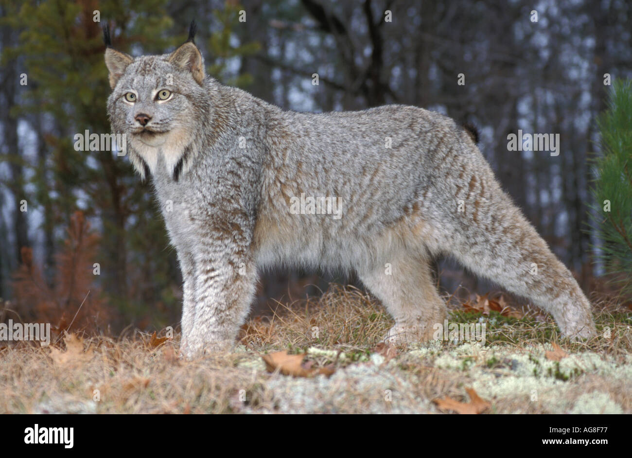 Lynx Lynx canadensis Minnesota USA Stock Photo - Alamy