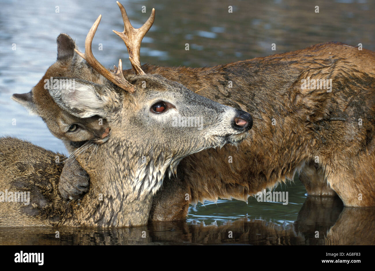 Felis Concolor Kill High Resolution Stock Photography and Images - Alamy