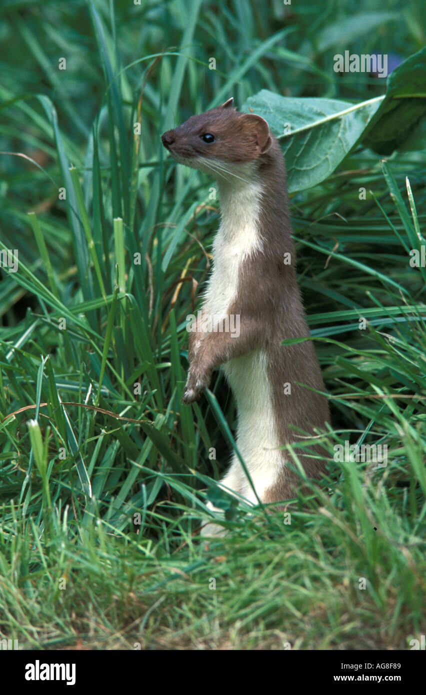 Stoat Mustela erminea in grass standing to look Stock Photo - Alamy