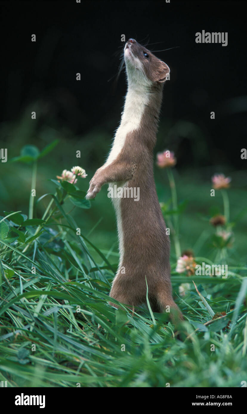 Stoat in the air hi-res stock photography and images - Alamy