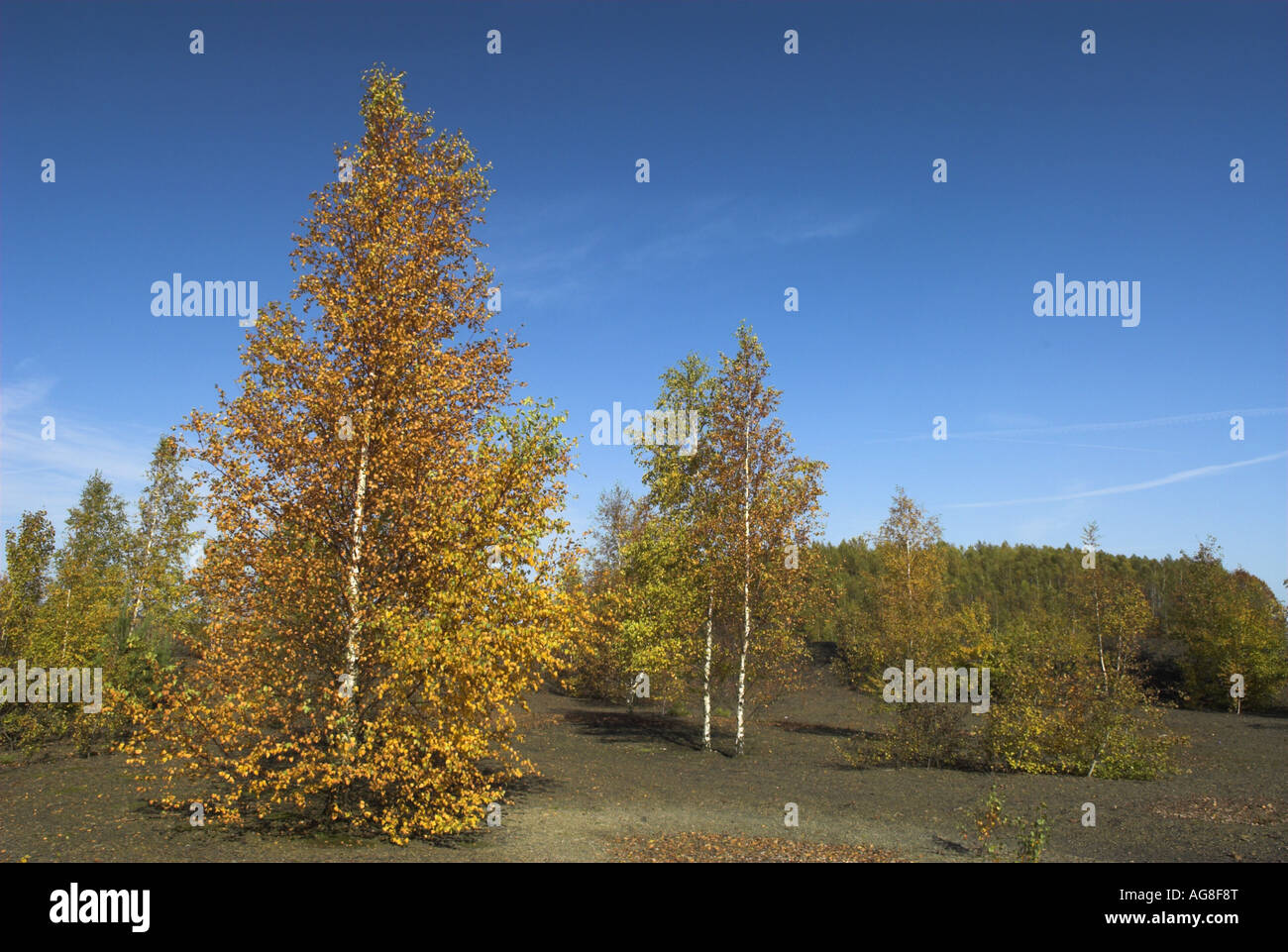 common birch, silver birch, European white birch, white birch (Betula ...
