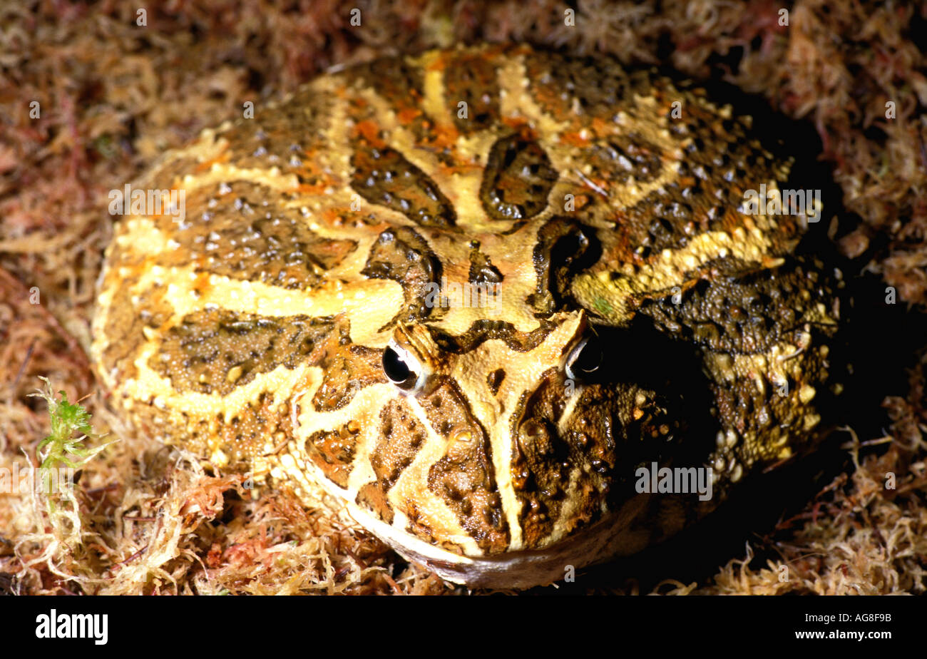 Fat frog hi-res stock photography and images - Alamy