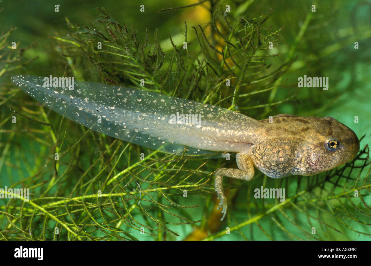 Amphibia United Kingdom Stock Photo - Alamy