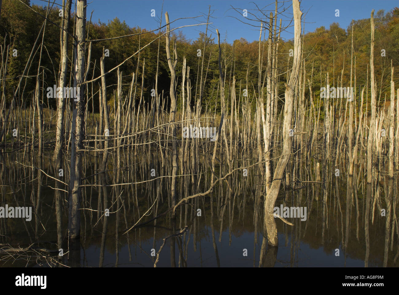 Dead trees in a pond of a coal mine hi-res stock photography and images ...