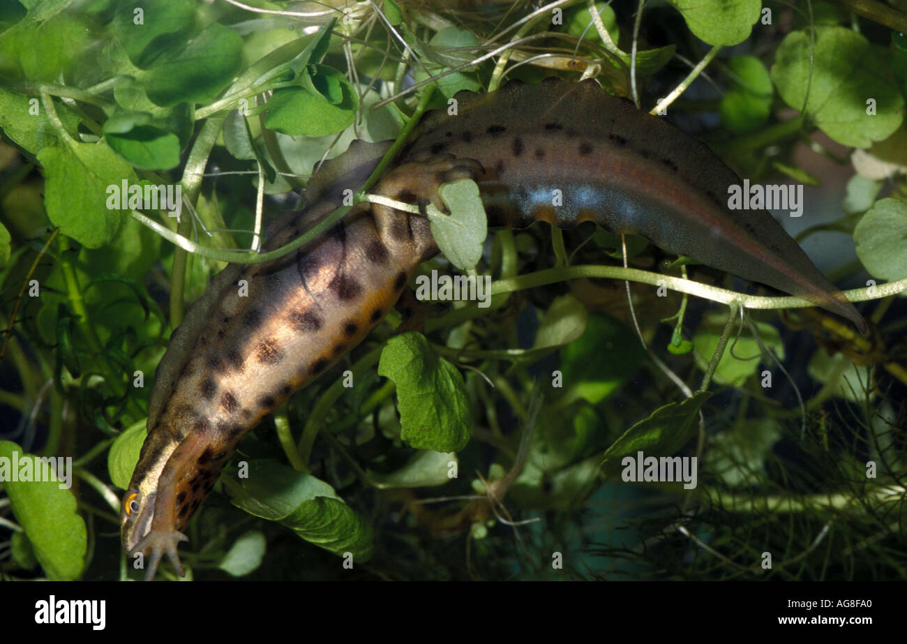 Smooth Newt male Stock Photo - Alamy