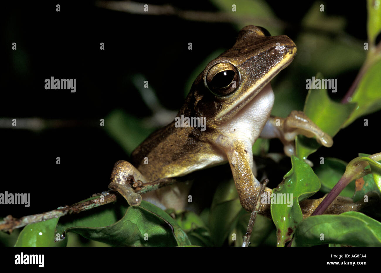 Four Lined or Common Tree Frog Polypedates leucomystax Sabah Borneo ...
