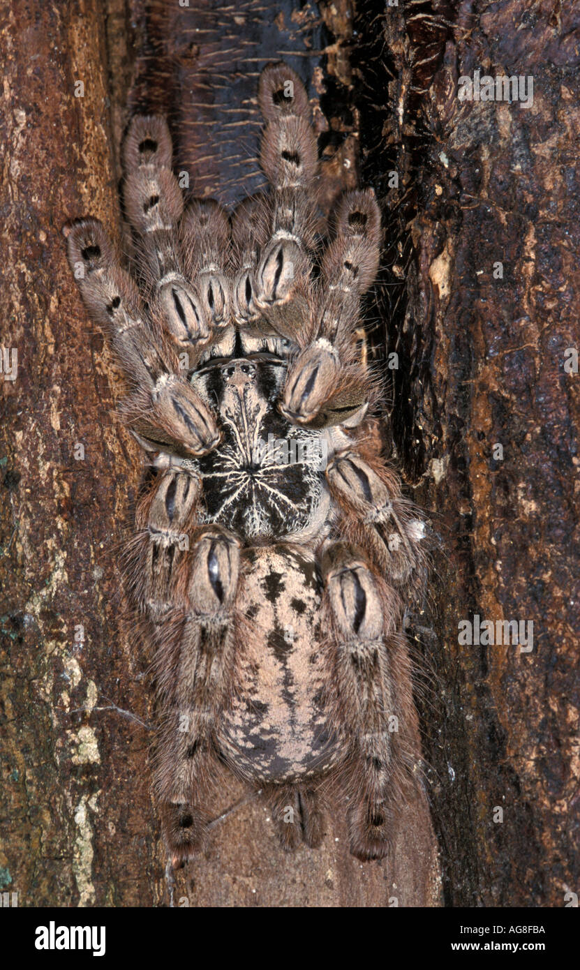 Togo or Starburst Baboon Spider Hetroscodra maculata Tarantula West ...