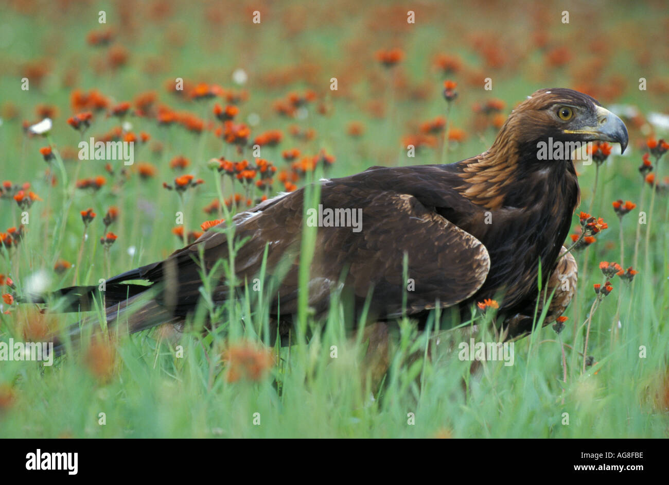 Golden Eagle Aquila chrysaetos in flower meadow USA Stock Photo - Alamy