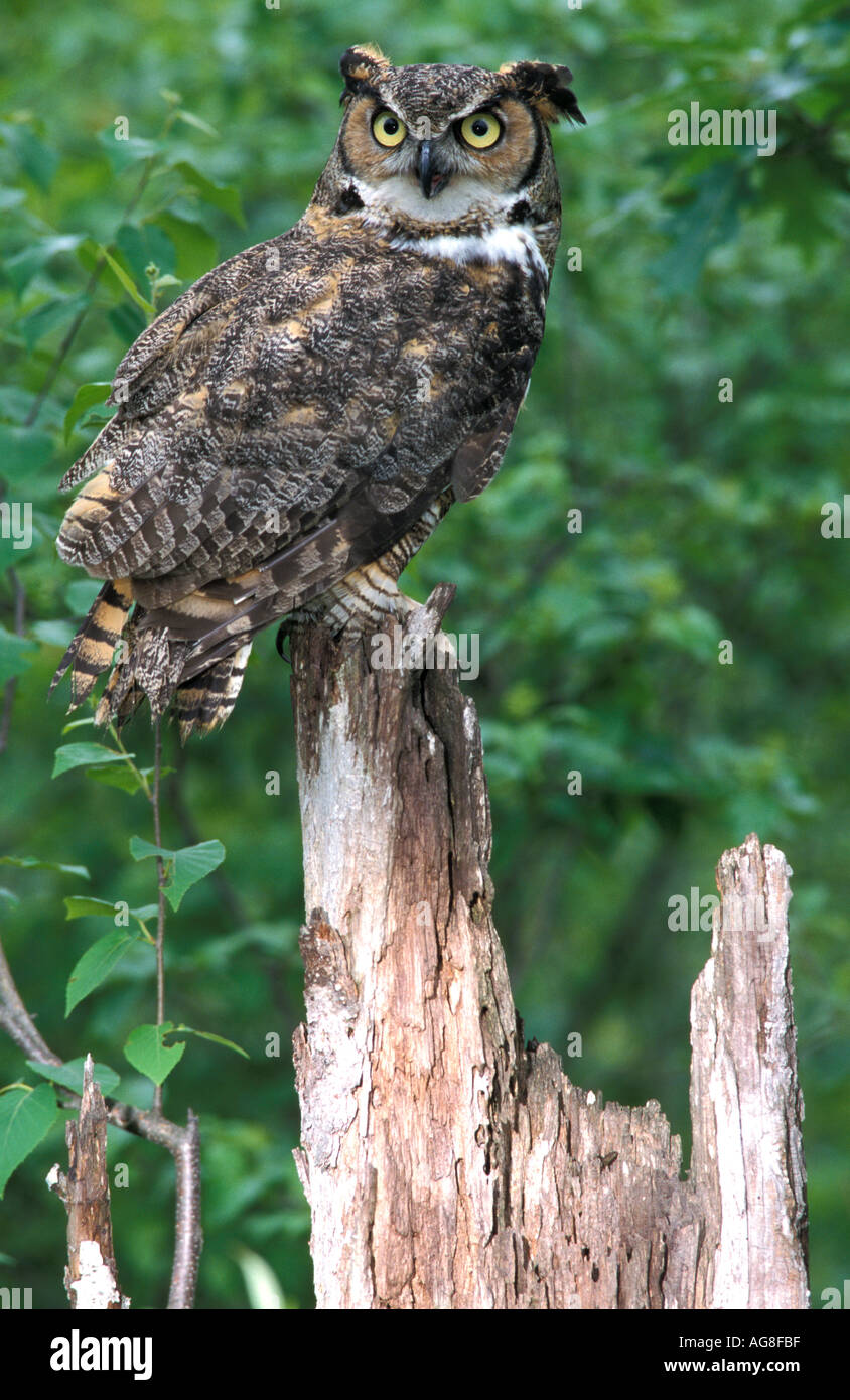 Great Horned Owl Bubo virginianus USA Stock Photo - Alamy