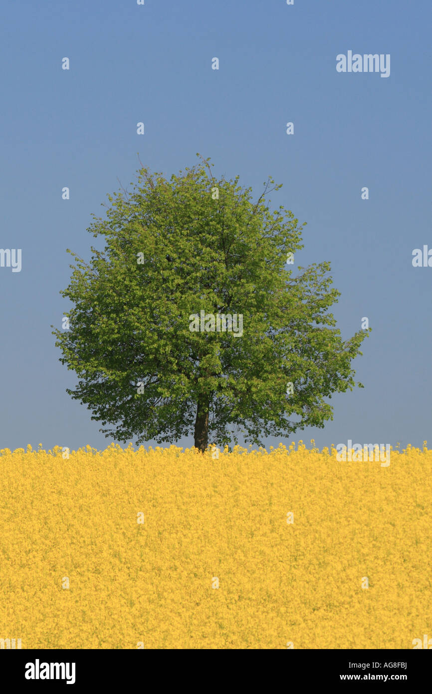 rape, turnip (Brassica napus), tree standing in field of rape in spring ...