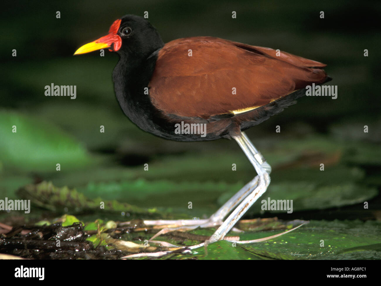 Wattled Jacana Jacana jacana Stock Photo - Alamy