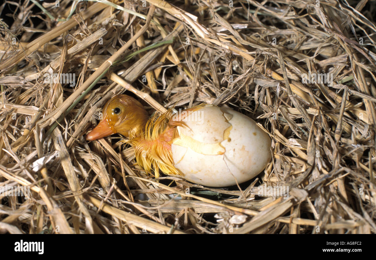 Domestic duck Anas sp Stock Photo - Alamy