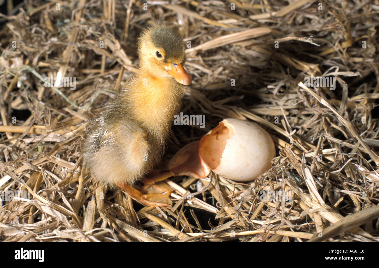 Anas sp hi-res stock photography and images - Alamy