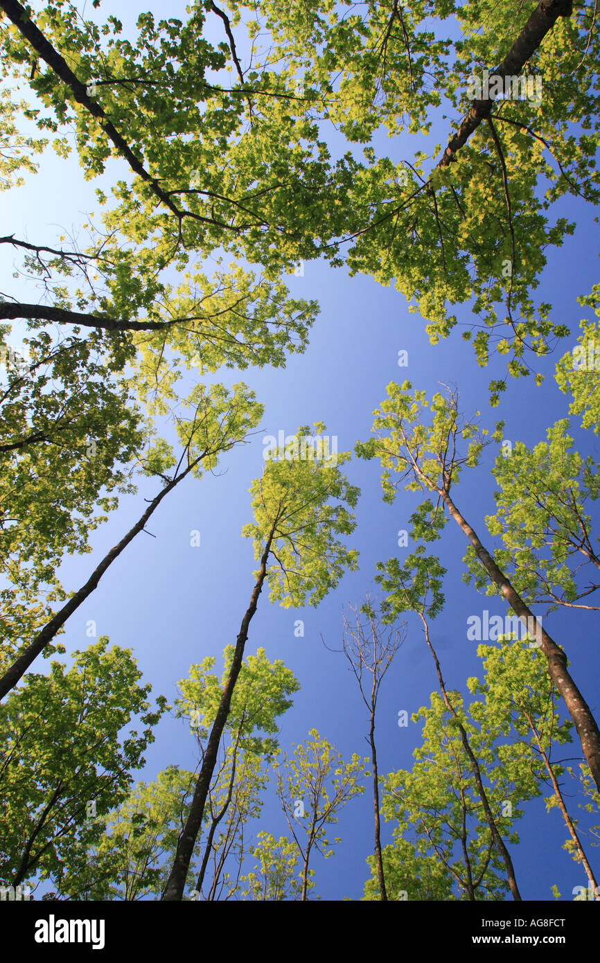 Norway maple (Acer platanoides), forest in spring time, Switzerland ...