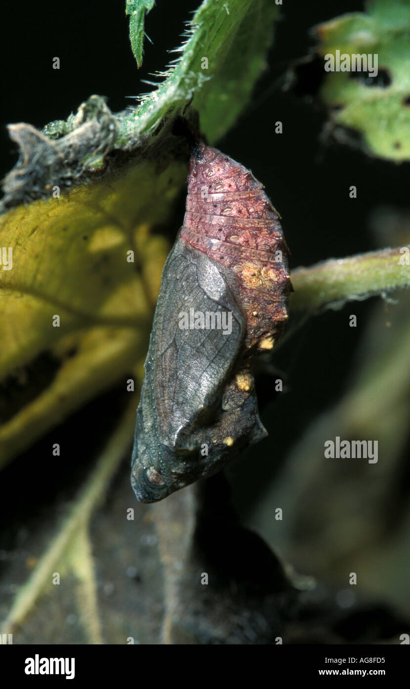 Red Admiral Butterfly Vanessa atalanta pupae Stock Photo - Alamy