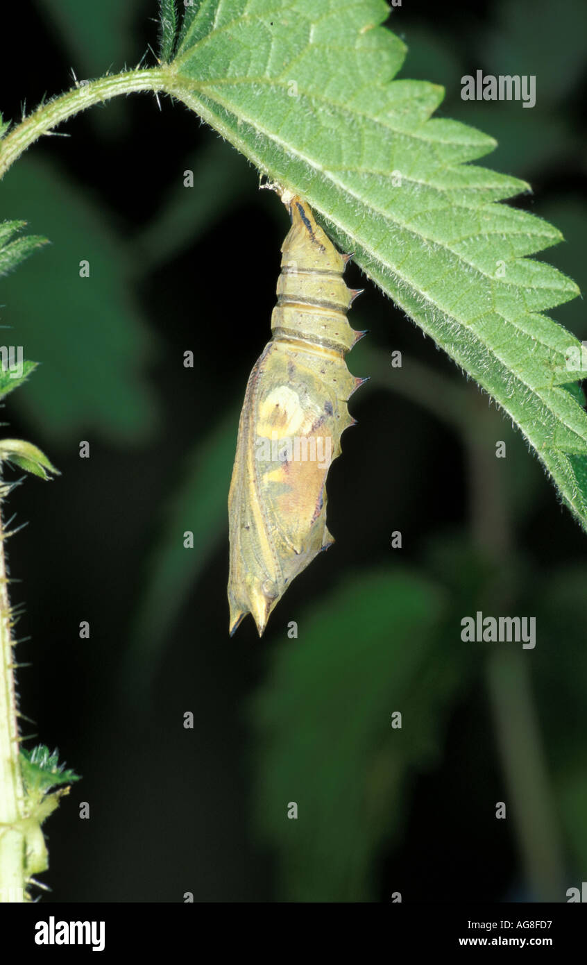 Peacock Butterfly Inachis io pupae hatching sequence Stock Photo - Alamy