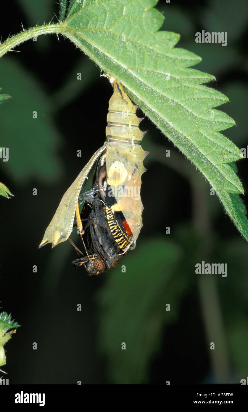 Peacock Butterfly Inachis io pupae hatching sequence Stock Photo - Alamy