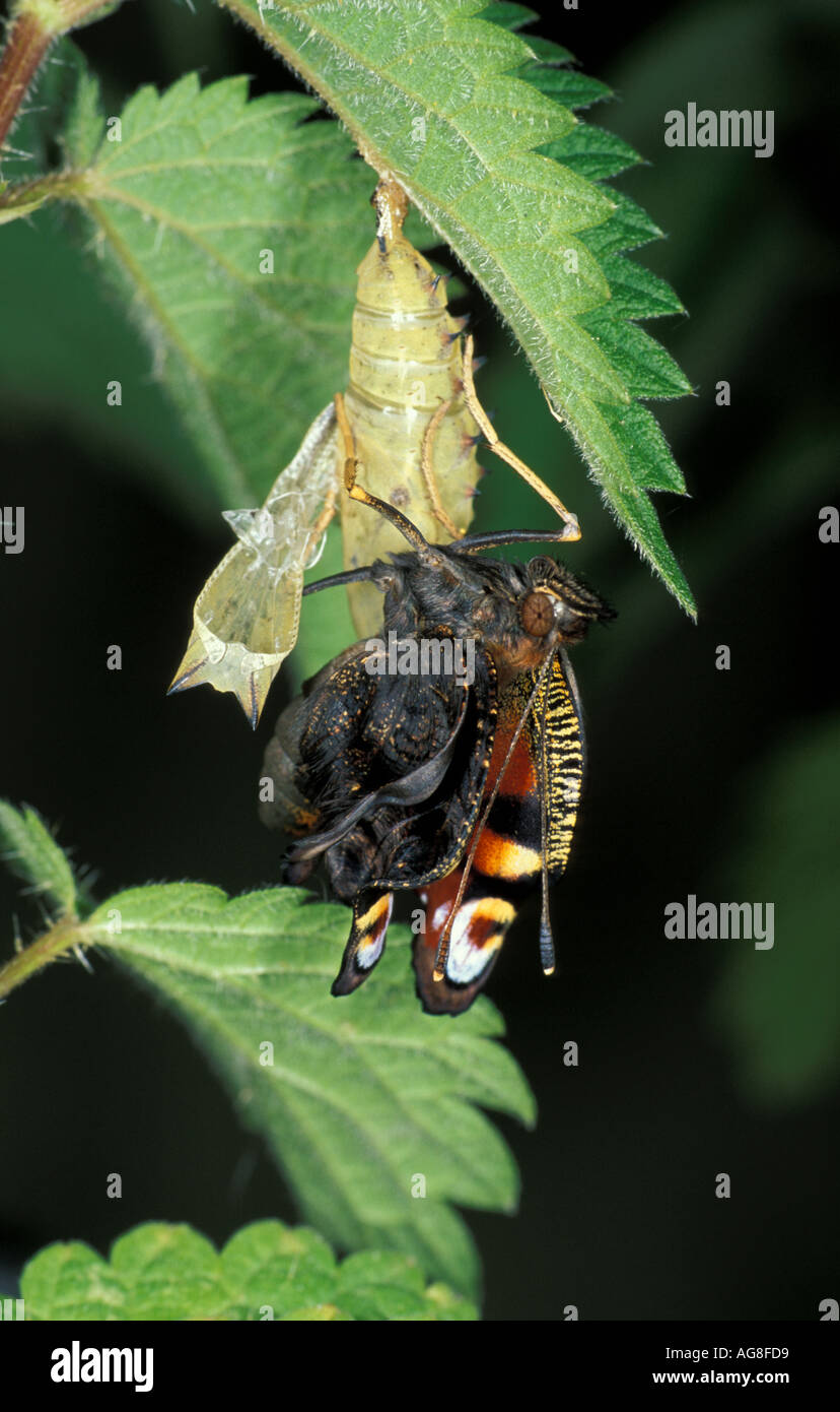 Hatching butterfly lifecycle hi-res stock photography and images - Alamy