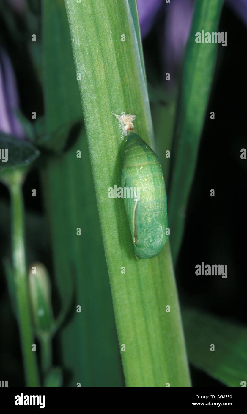 Large heath butterfly hi-res stock photography and images - Alamy