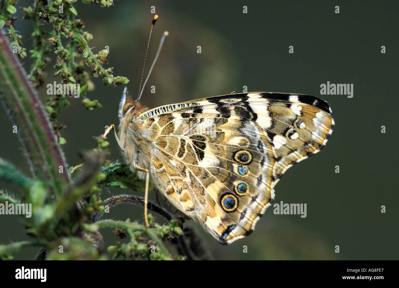 Painted lady underside hi-res stock photography and images - Alamy