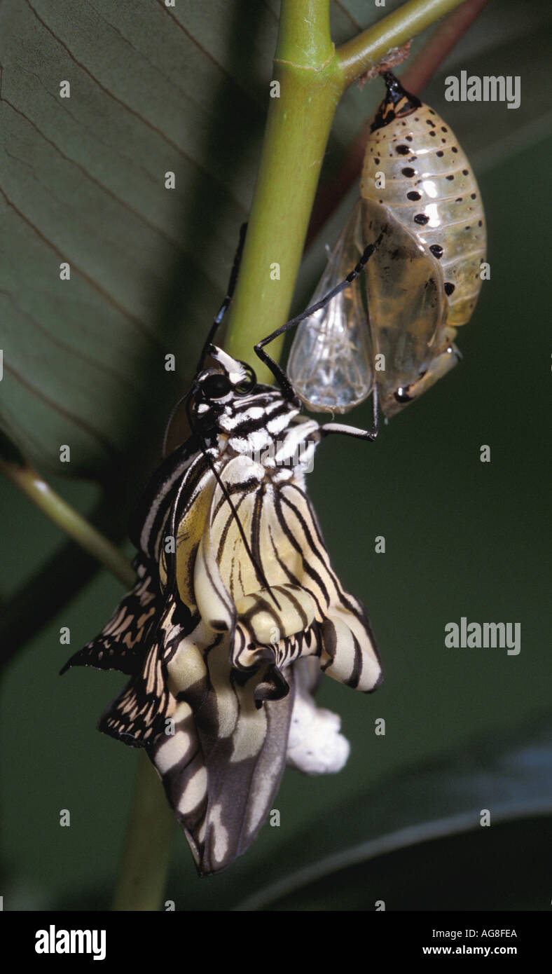 Hatching butterfly lifecycle hi-res stock photography and images - Alamy