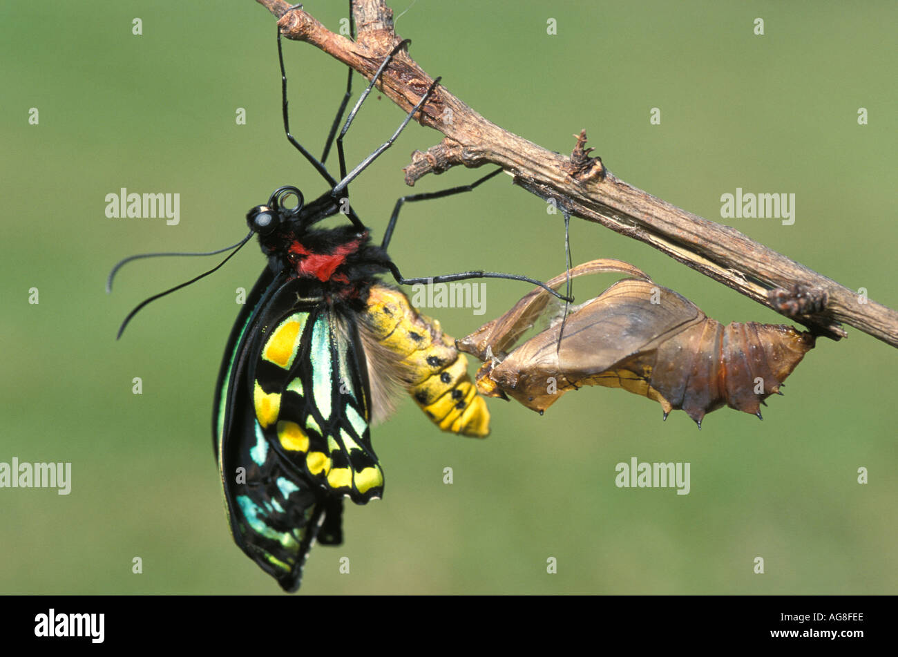 Green Birdwing Butterfly Ornithoptera priamus New Guinea and Australia ...