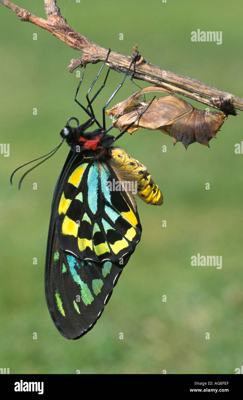 Green Birdwing Butterfly Ornithoptera priamus New Guinea and Australia ...