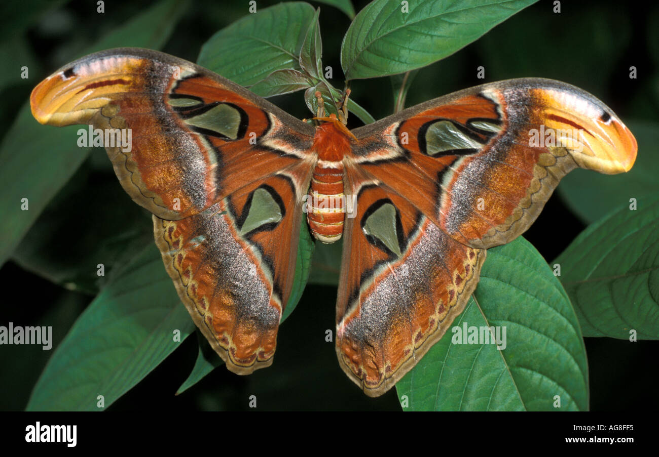 Moths of borneo hi-res stock photography and images - Alamy