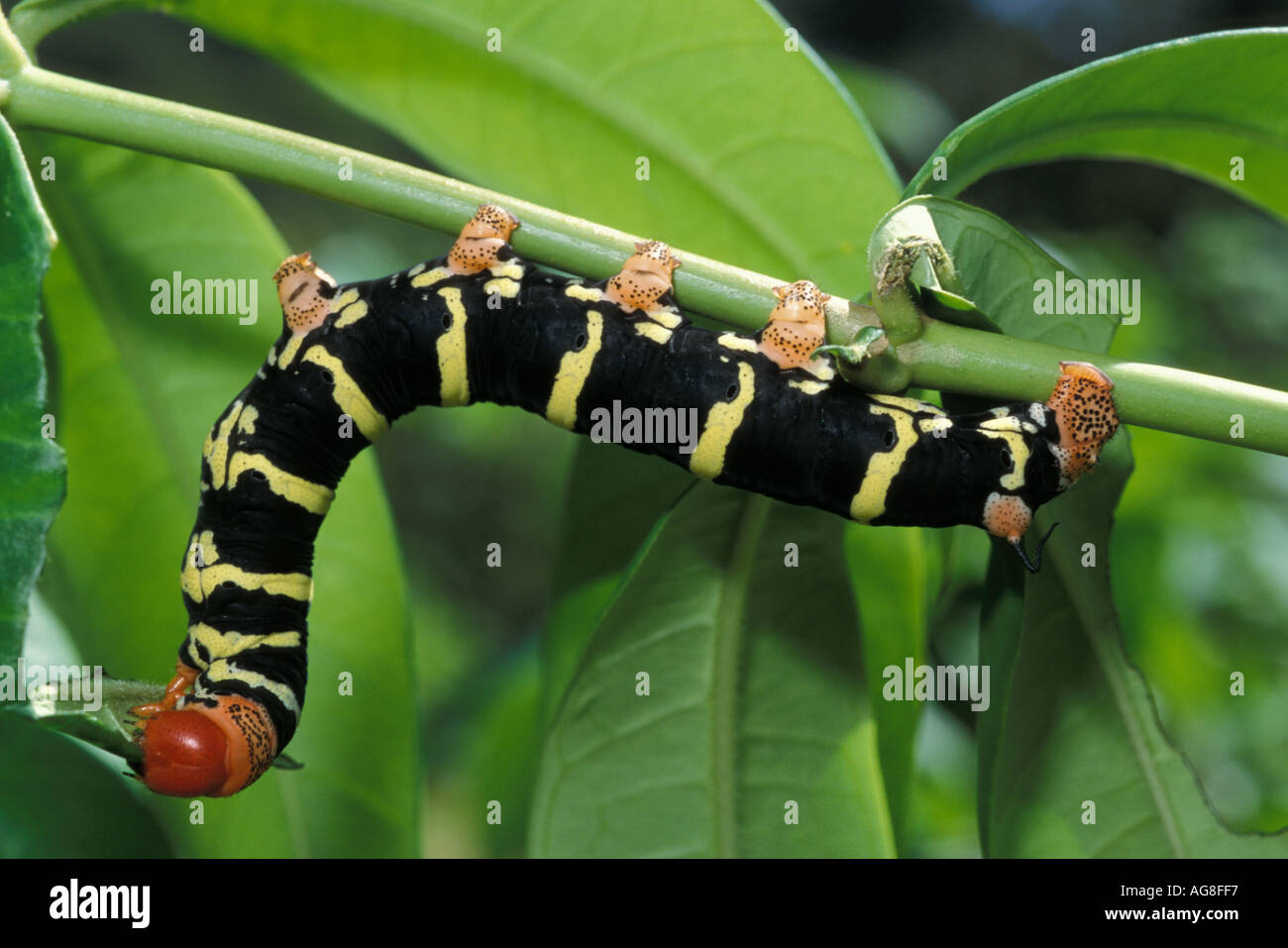 Frangipani Hawk Moth Caterpillar Pseudosphinx tetrio Tobago Stock Photo ...