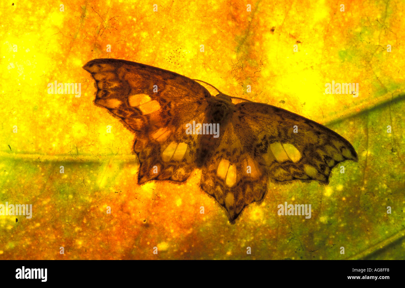 Moths of borneo hi-res stock photography and images - Alamy