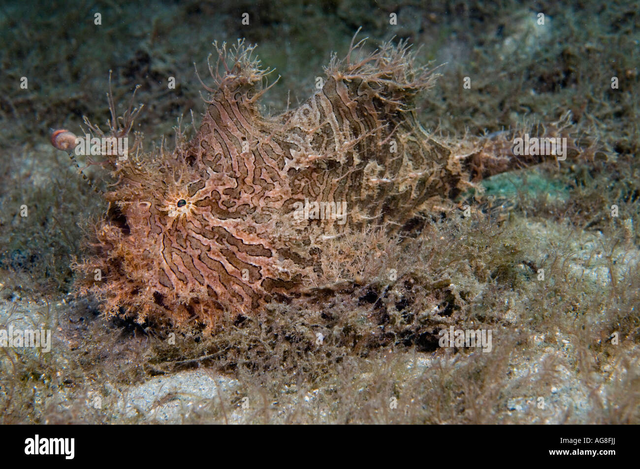 Striated Frogfish (Antennarius striatus), a type of angler fish, in ...
