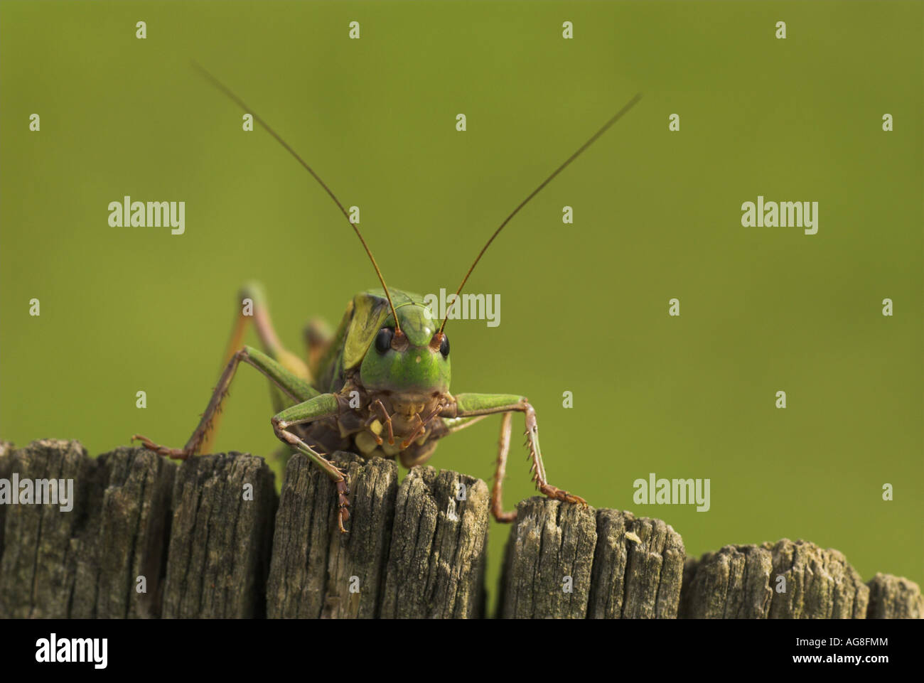 Wart biter bushcricket hi-res stock photography and images - Alamy