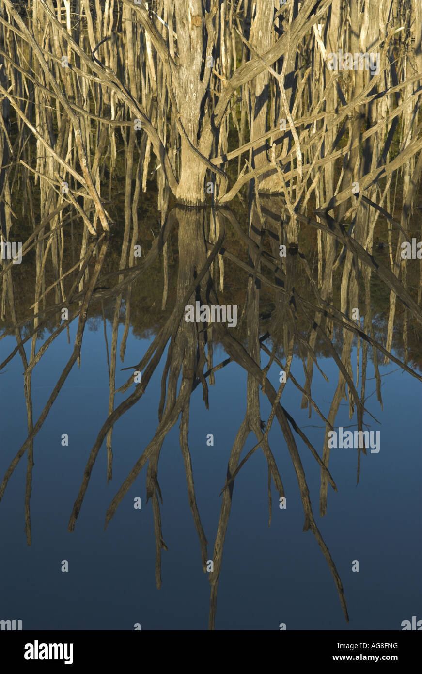 Dead trees in a pond of a coal mine hi-res stock photography and images ...