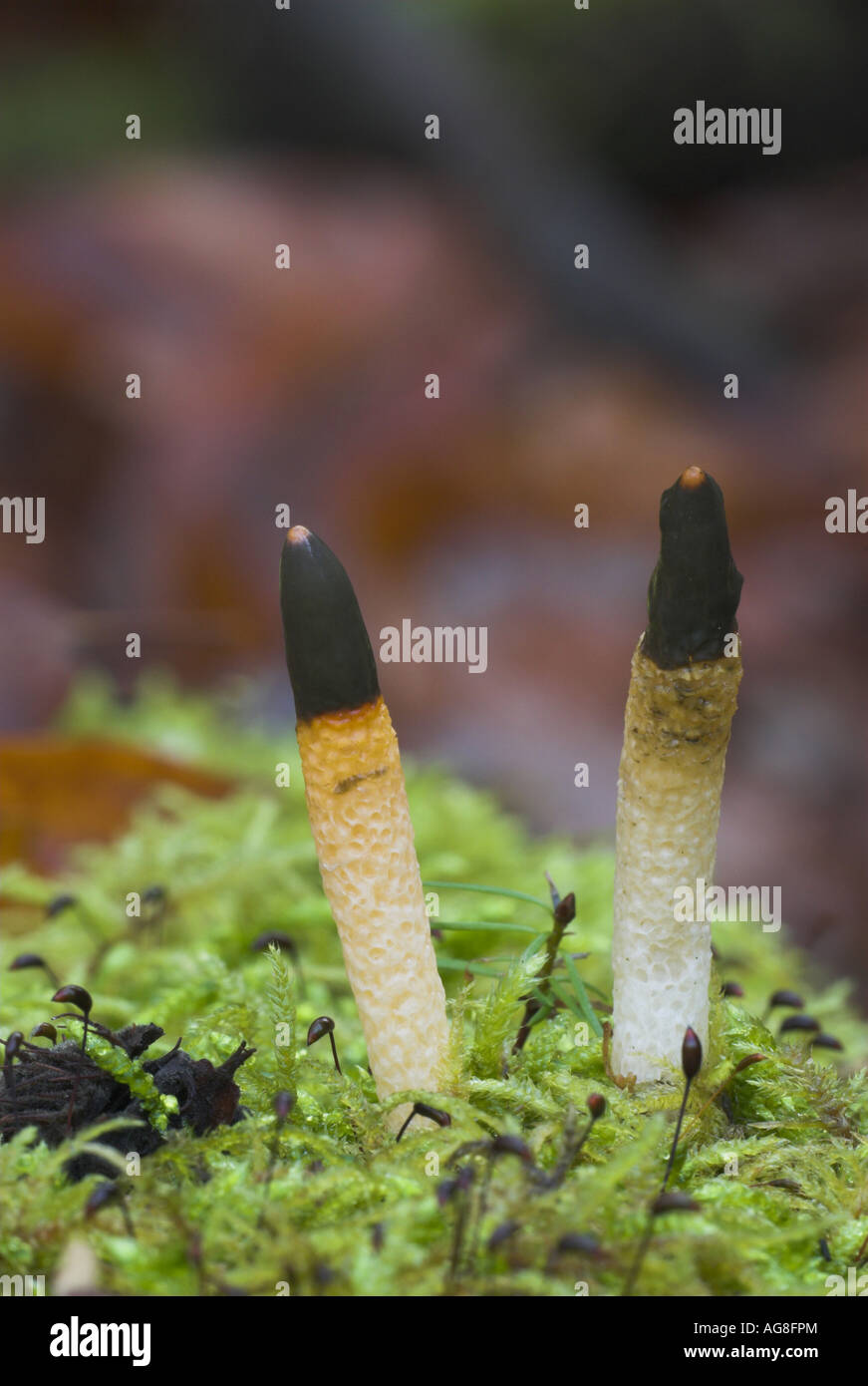 dog stinkhorn (Mutinus caninus), fruiting bodies, Germany, Saarland ...