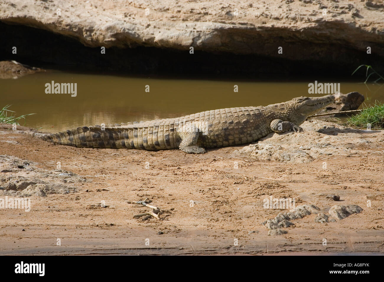 NILE CROCODILE BASKING Stock Photo - Alamy