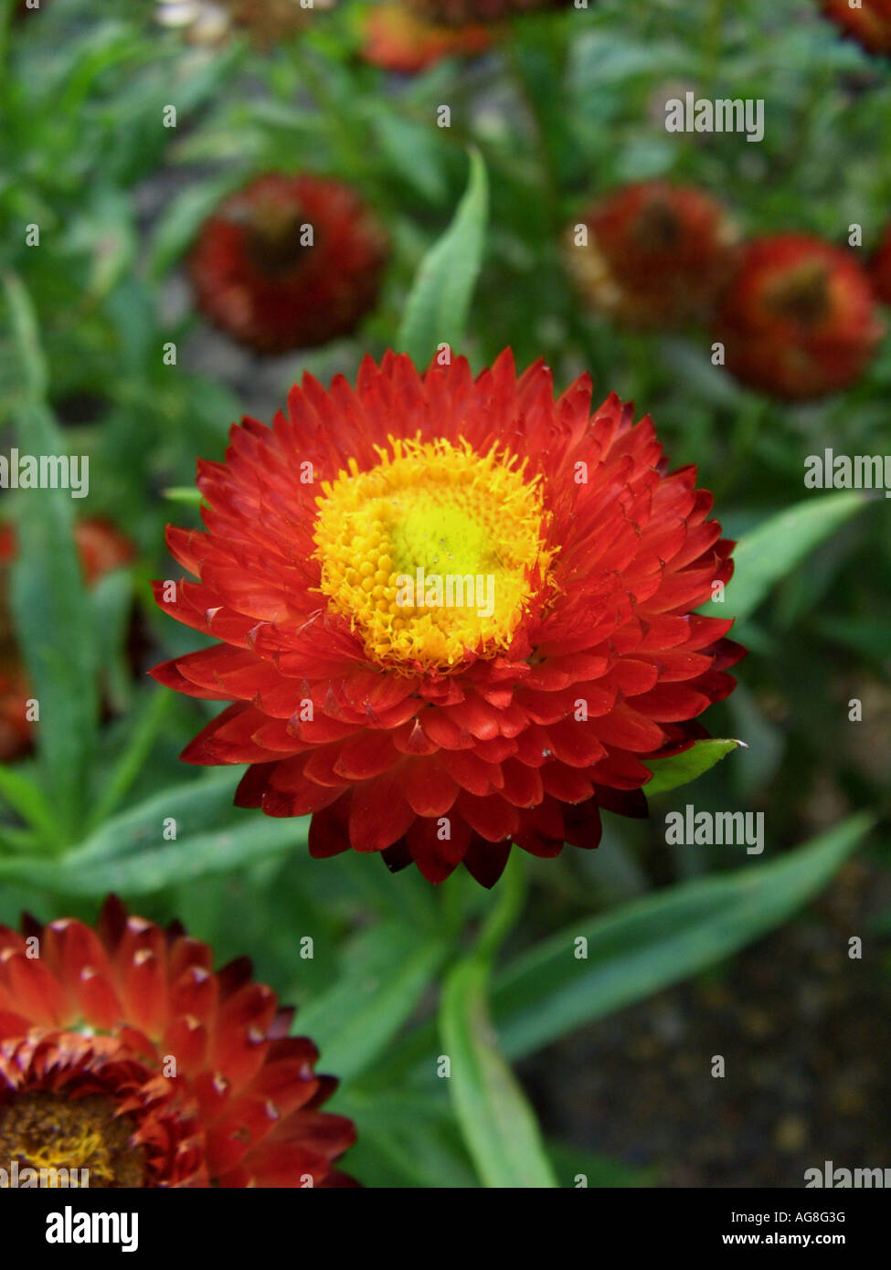 strawflower (Helichrysum bracteatum 'Bikini', Helichrysum bracteatum ...