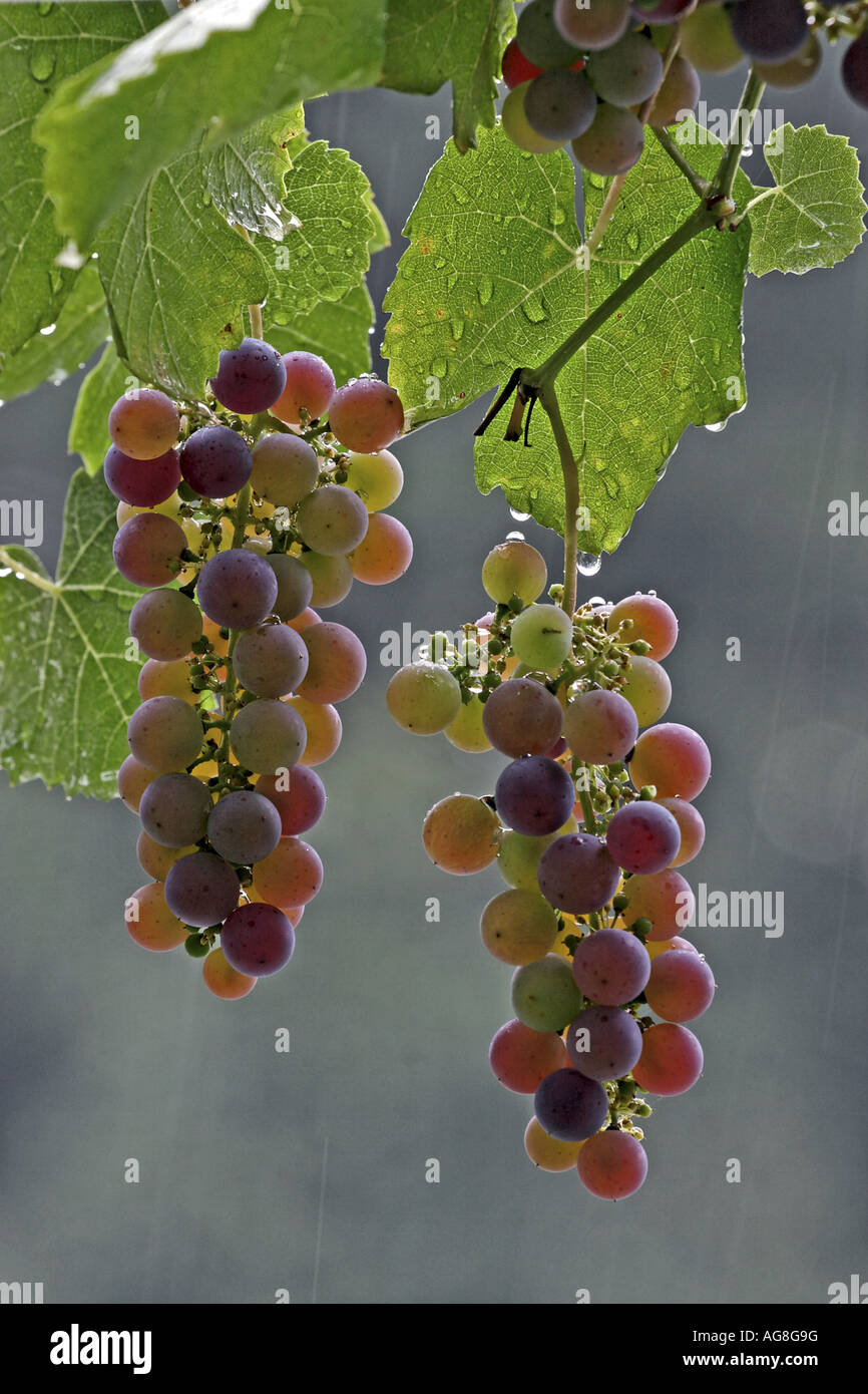grape-vine, vine (Vitis vinifera), red bunch of grapes, Germany Stock ...