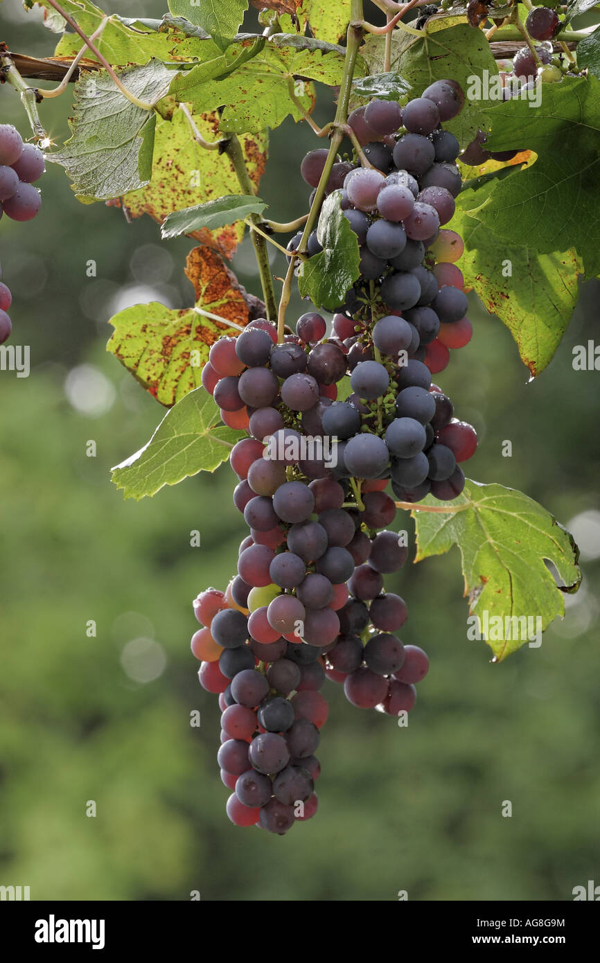 grape-vine, vine (Vitis vinifera), red bunch of grapes, Germany Stock ...