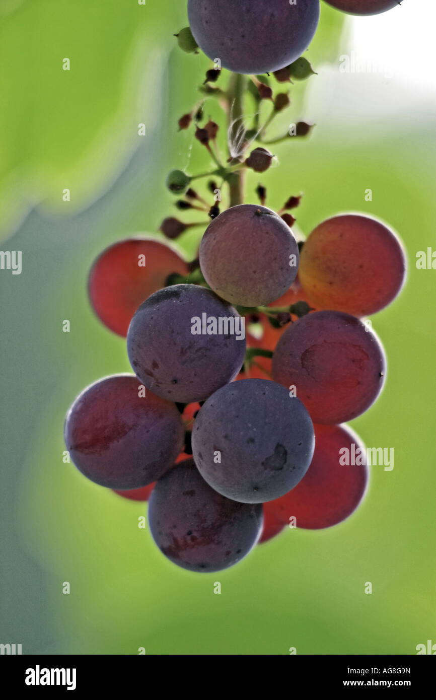 grape-vine, vine (Vitis vinifera), red bunch of grapes, Germany Stock ...